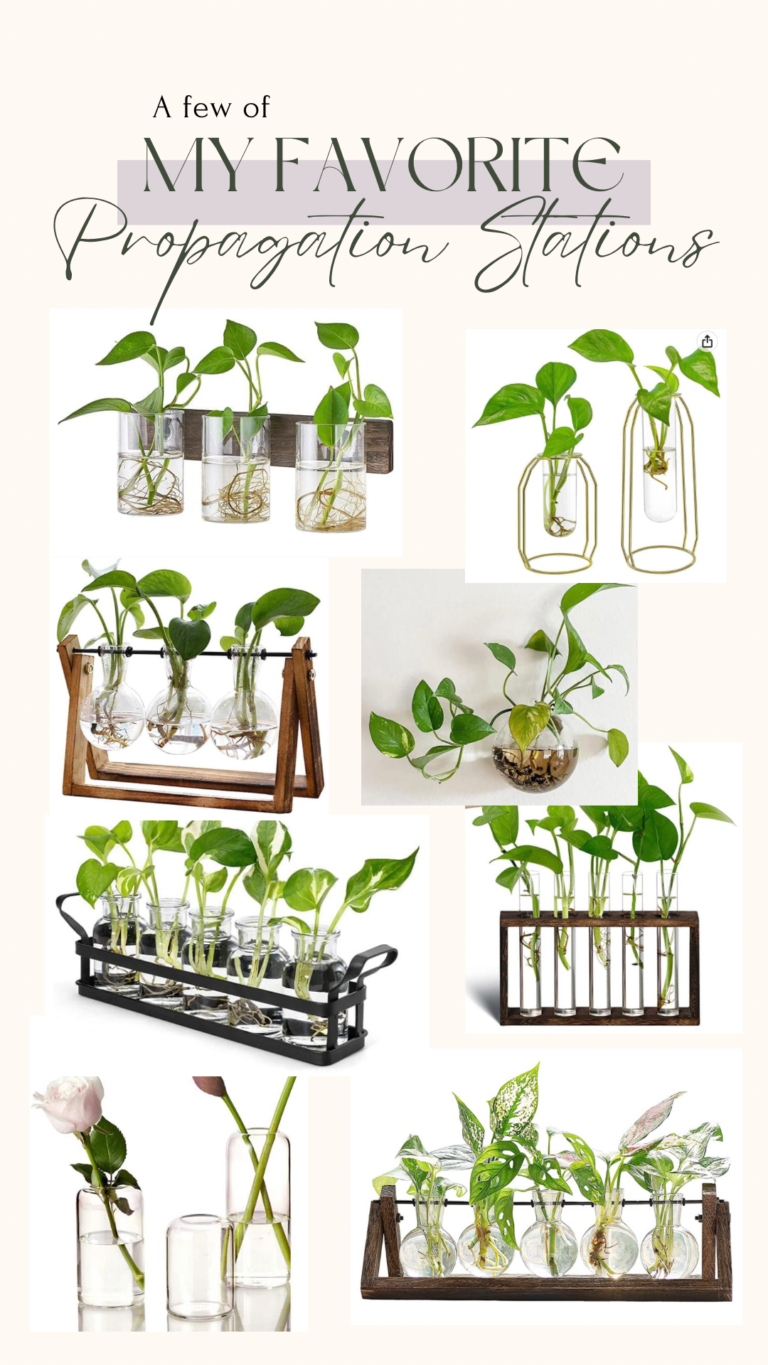 Pothos Propagation in Water - Cali Girl In A Southern World