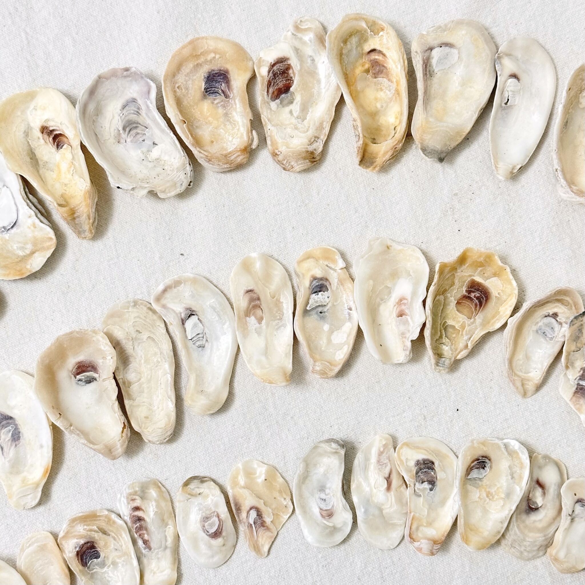 How to Make an Oyster Shell Candle Holder - Cali Girl In A Southern World